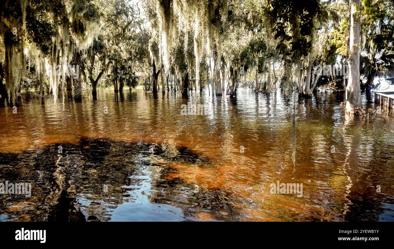 Florida wetlands vegetation habitat hi-res stock photography and images ...