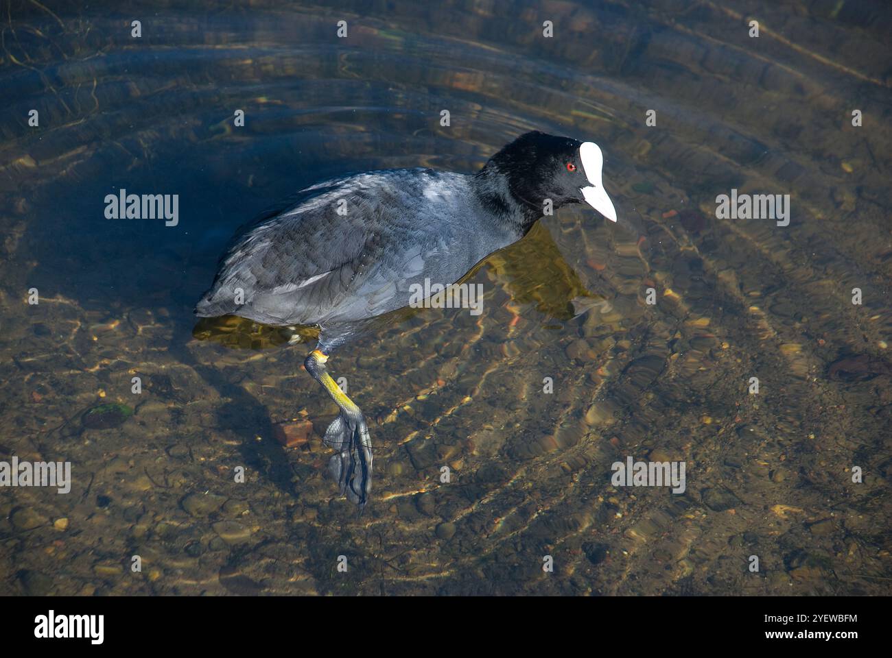 Coot in close up showing large foot, body, head and eye in clear water ...