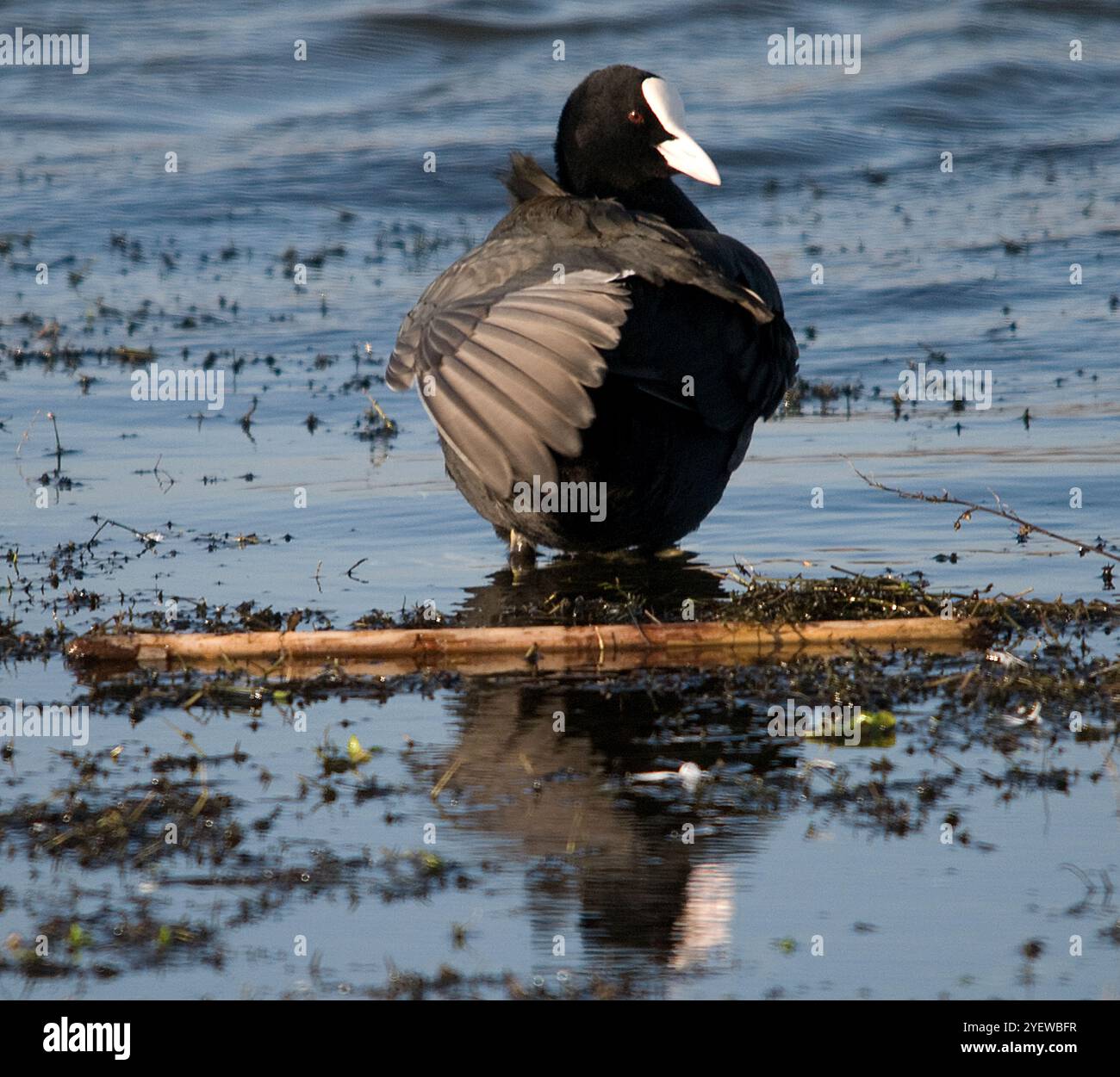 Clear image of coot from rear with turned head hi-res stock photography ...