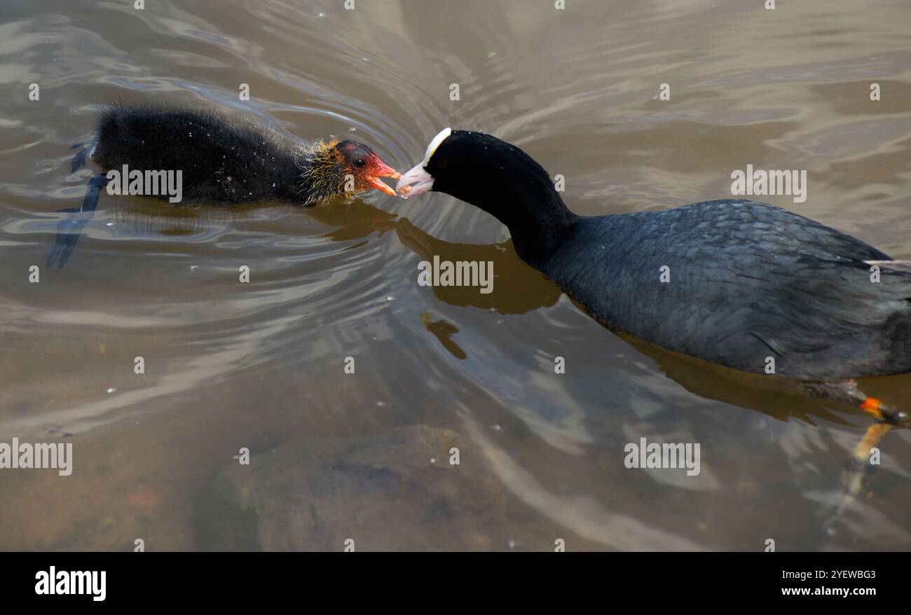 Coot chicks plumage and colouring hi-res stock photography and images ...