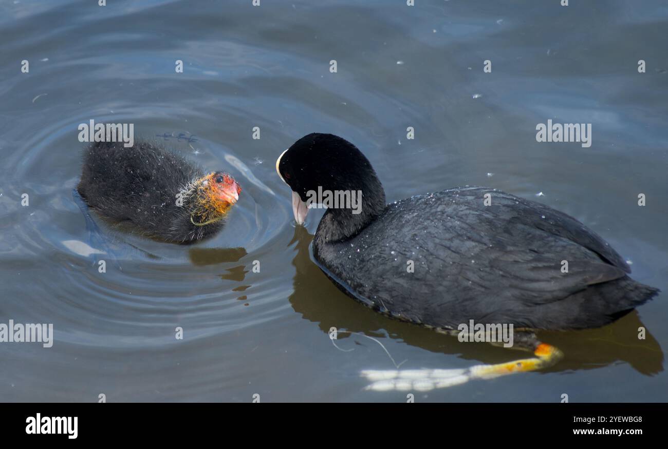 Coot and young chick seen together in close-up with chicks head ...