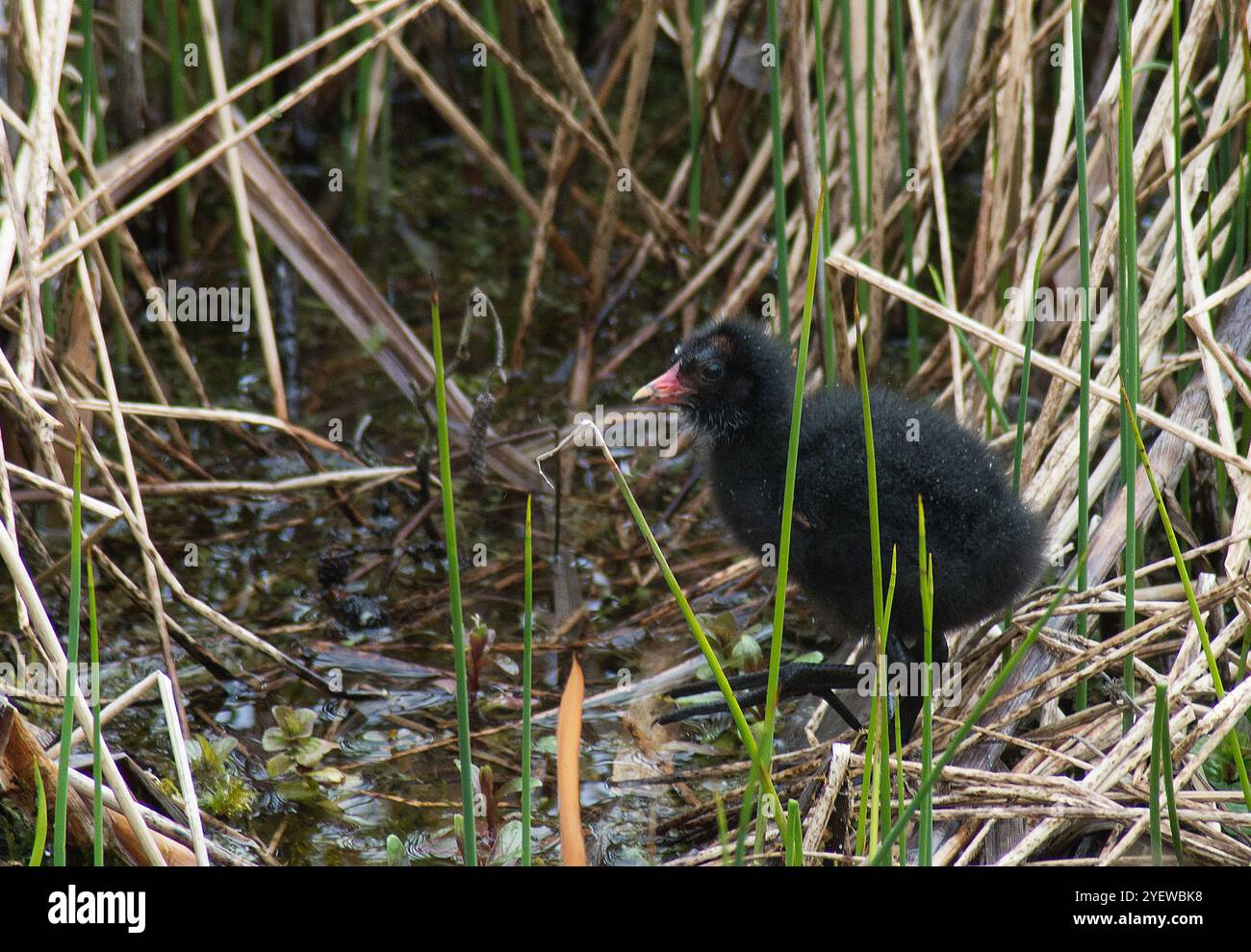 Side view of coot chick in close detail hi-res stock photography and ...