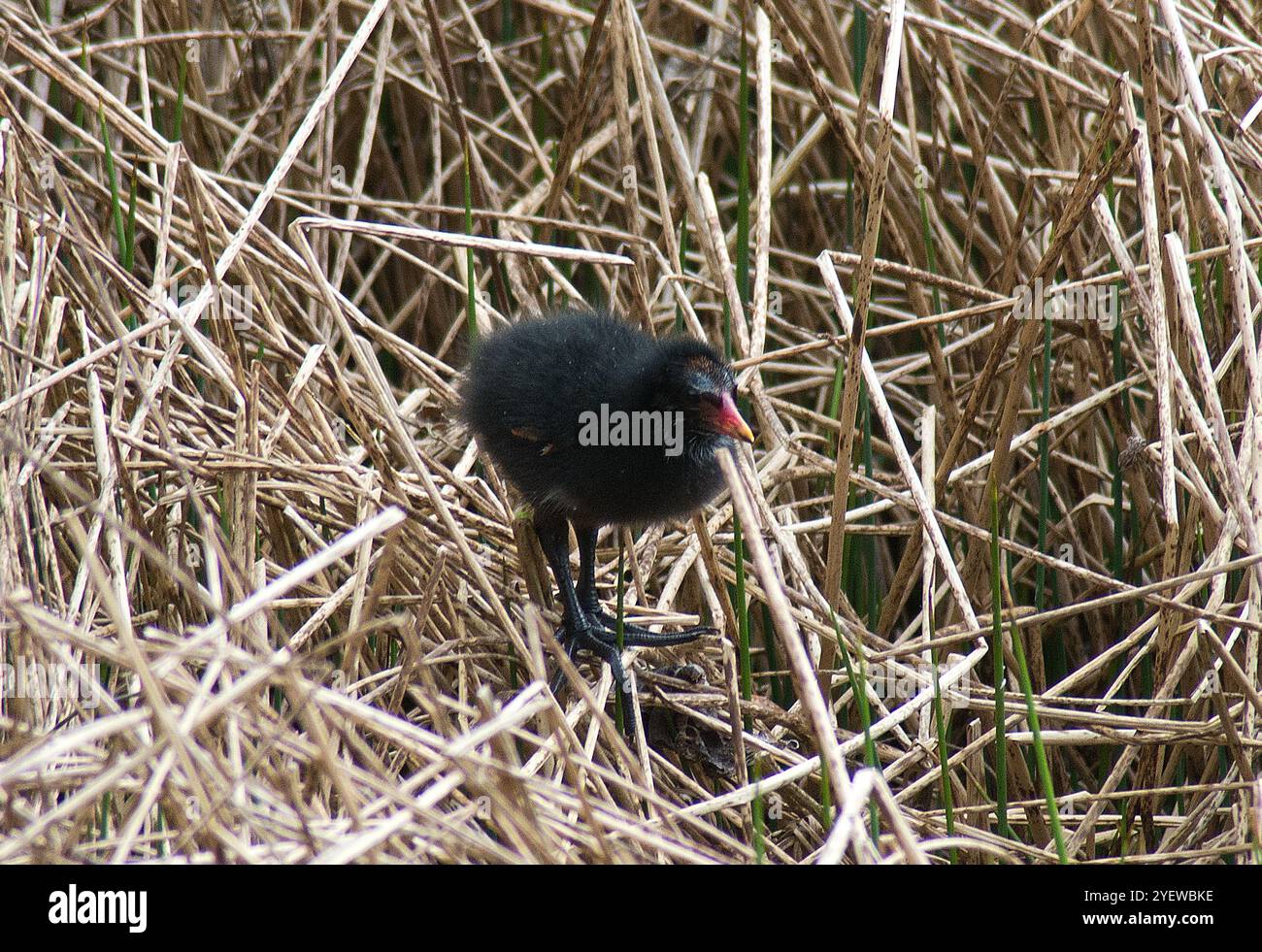 Coot chick in detail hi-res stock photography and images - Alamy