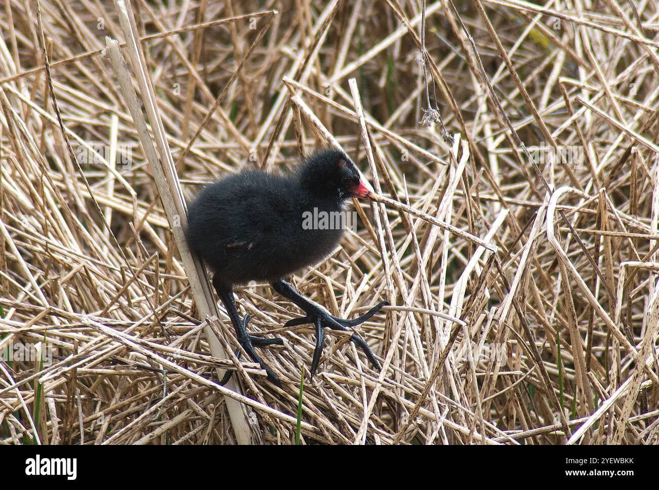 Bill head body and feet of coot chick hi-res stock photography and ...