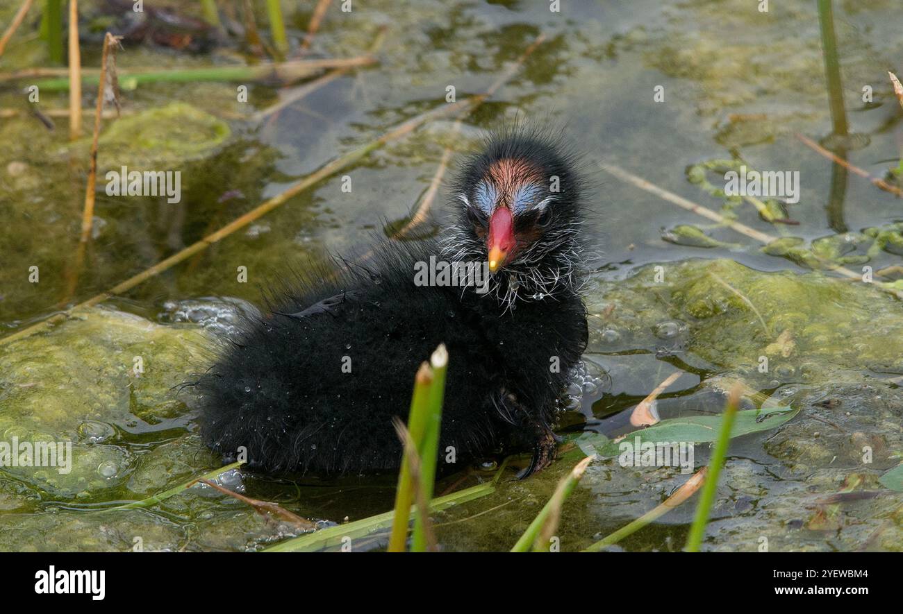 Body size of coot chicks hi-res stock photography and images - Alamy