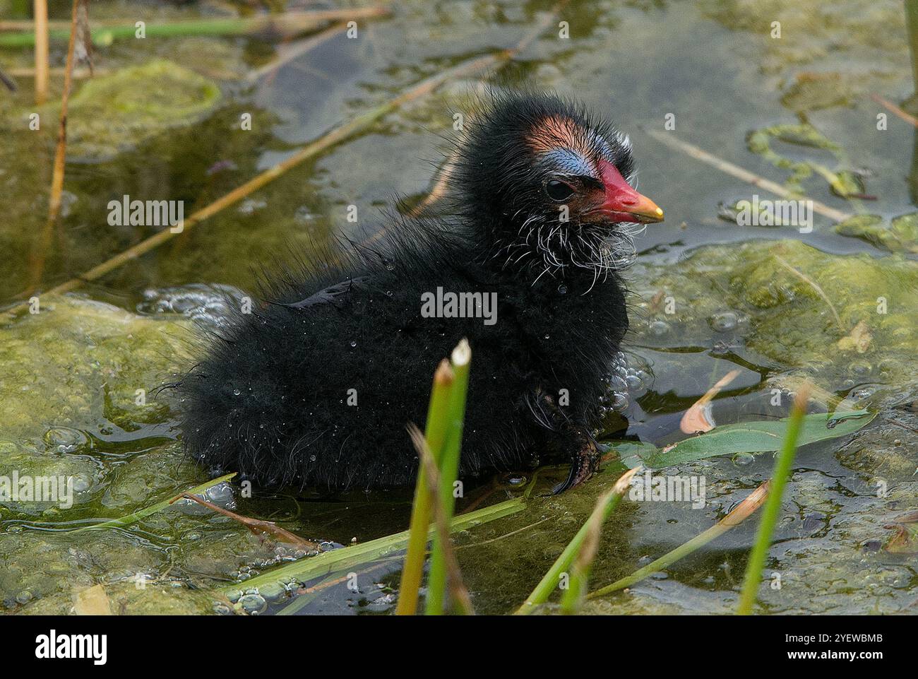 Clear view of head colouring hi-res stock photography and images - Alamy