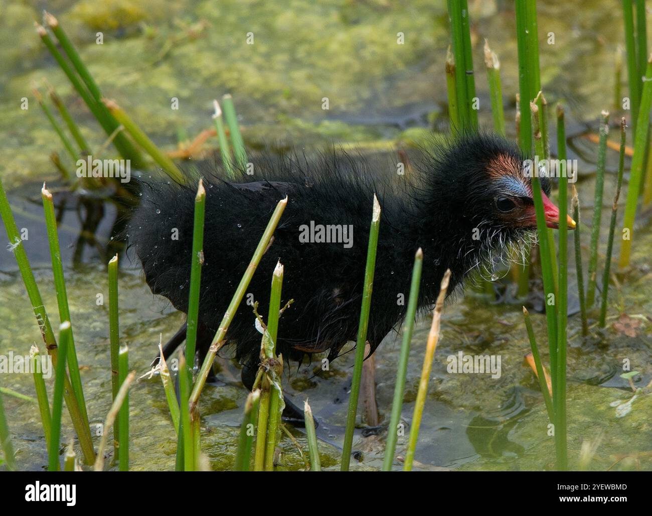 Coot chick in close-up in centre of image and showing clear view of ...