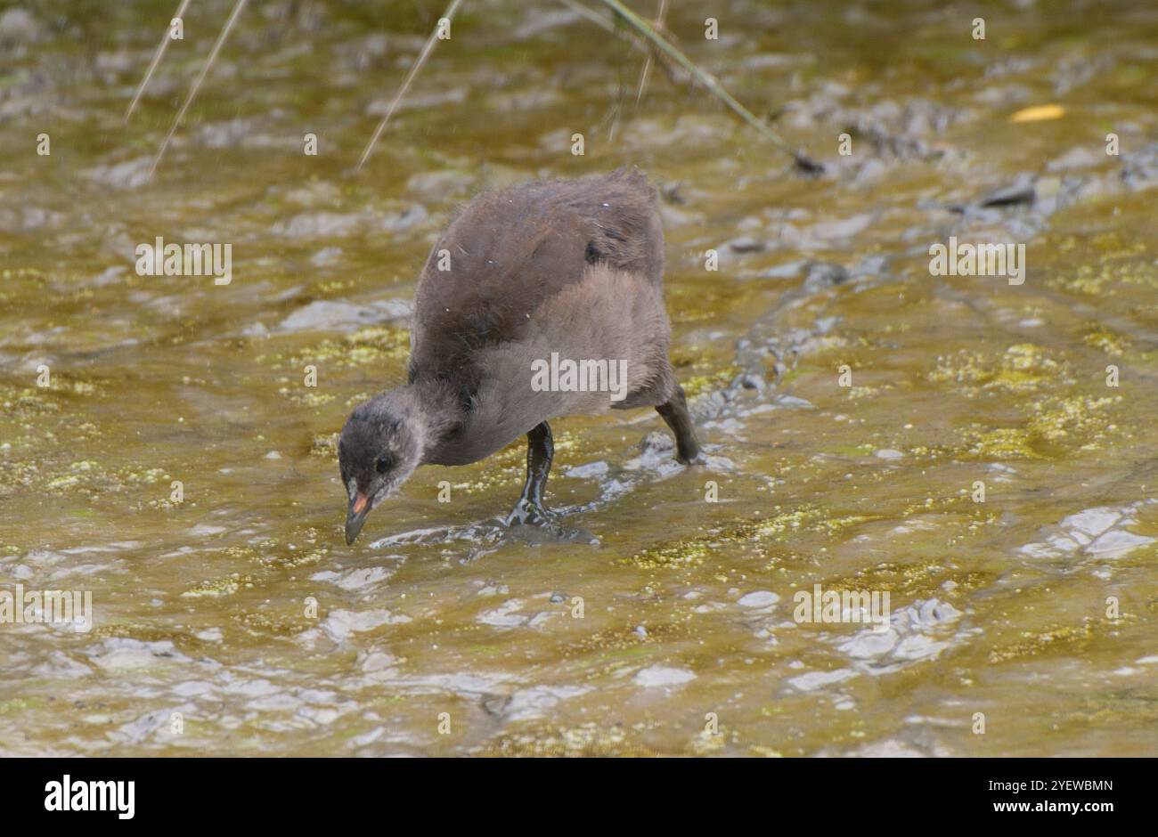 Coot juvenile in close view striding through muddied water and moving ...