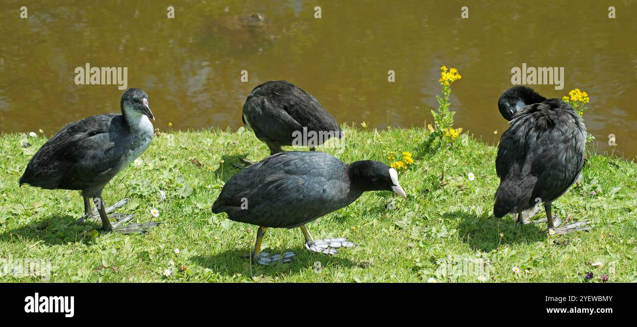 Dumpy bodies of coots hi-res stock photography and images - Alamy