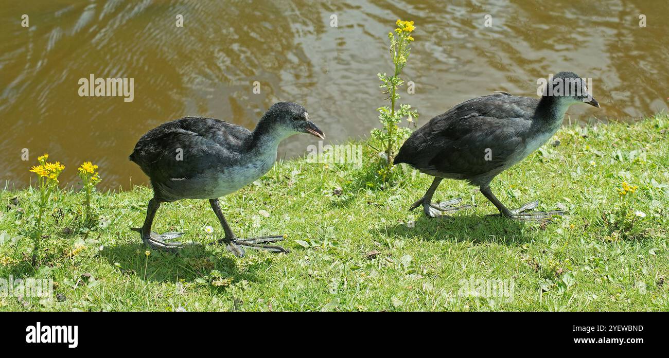 Juvenile coots exploring habitat hi-res stock photography and images ...