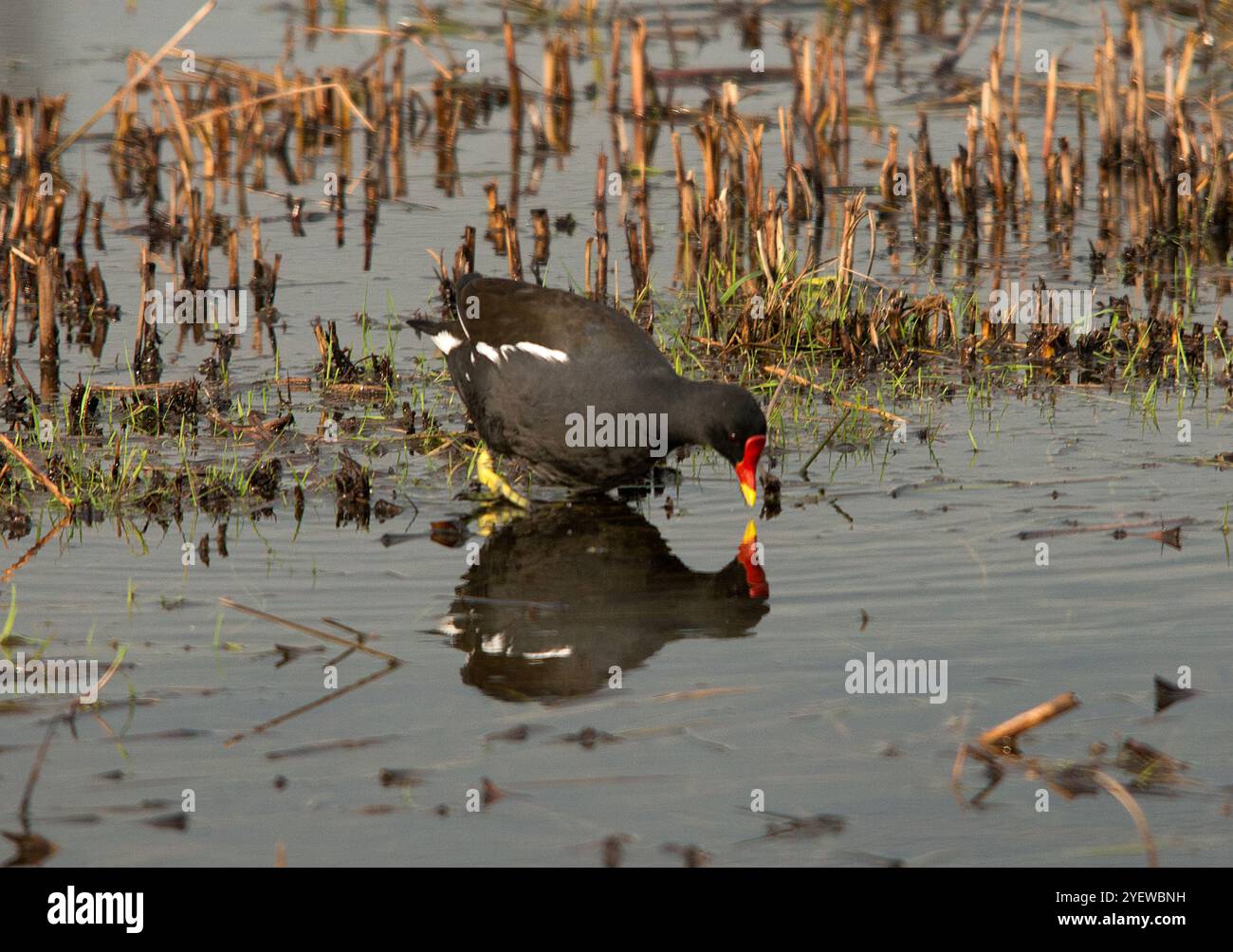 Moorhen staring at reflection of itself in water and in good light with ...