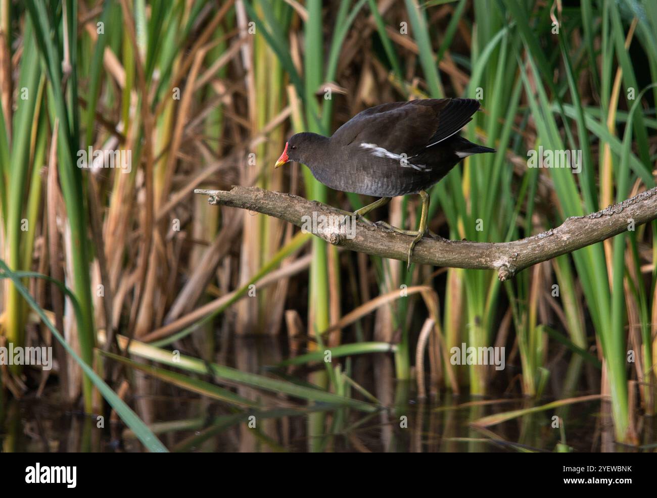 Black plumage with jagged white line to flank hi-res stock photography ...
