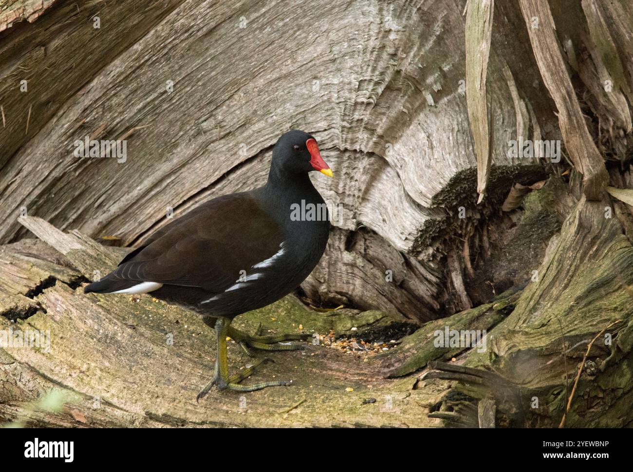 Slightly right of centre in image hi-res stock photography and images ...