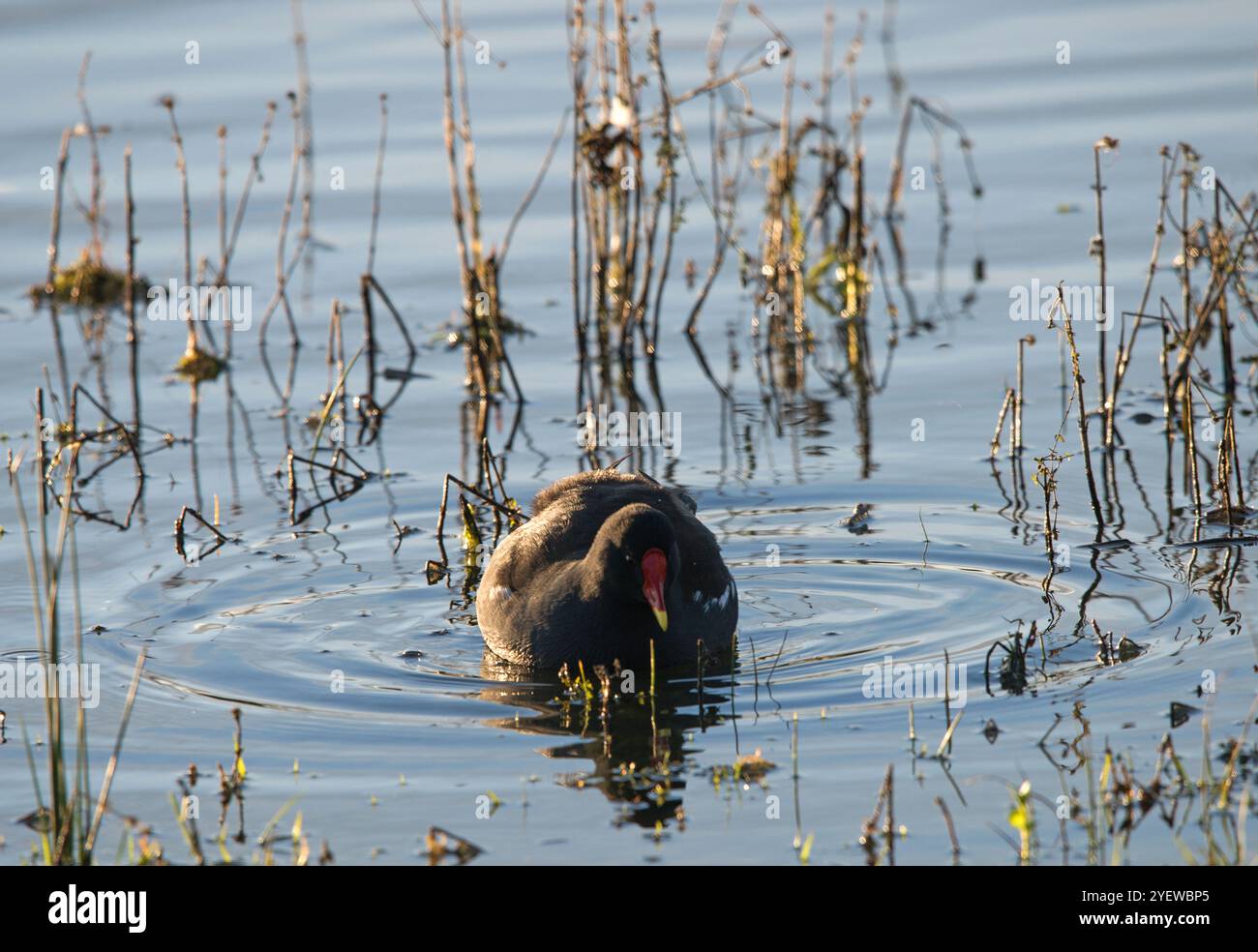 Moorhen in water with ripples, facing the observer and with a slight ...