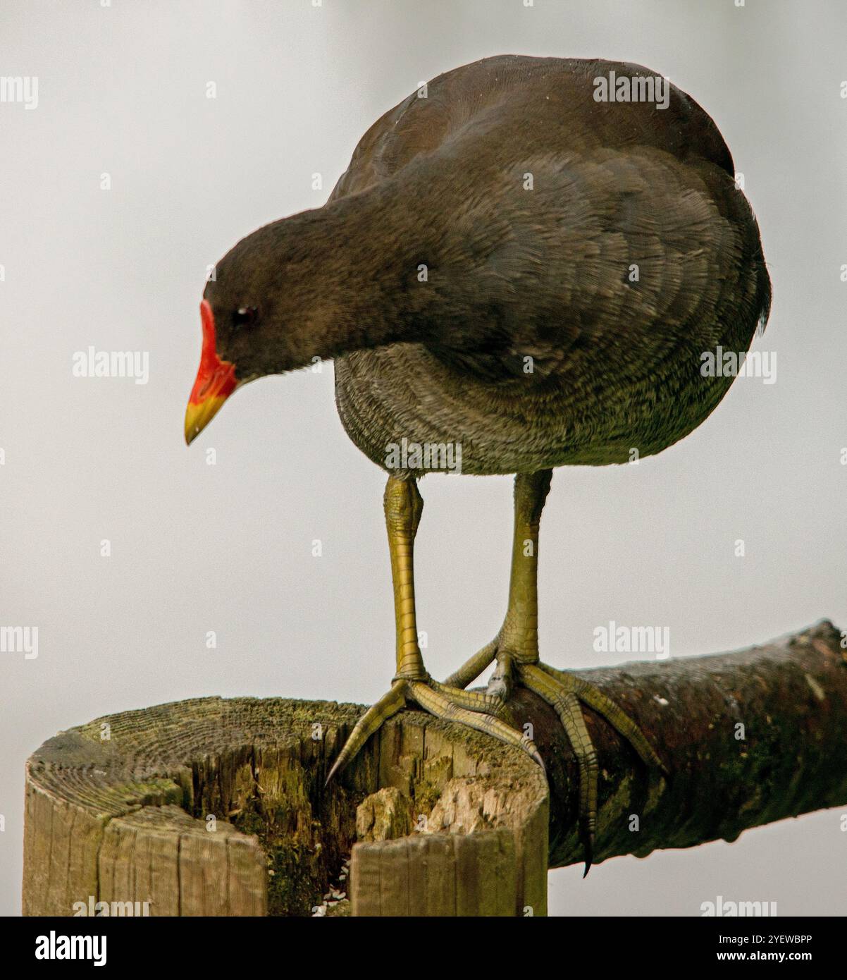 Attitude and stance of moorhen hi-res stock photography and images - Alamy