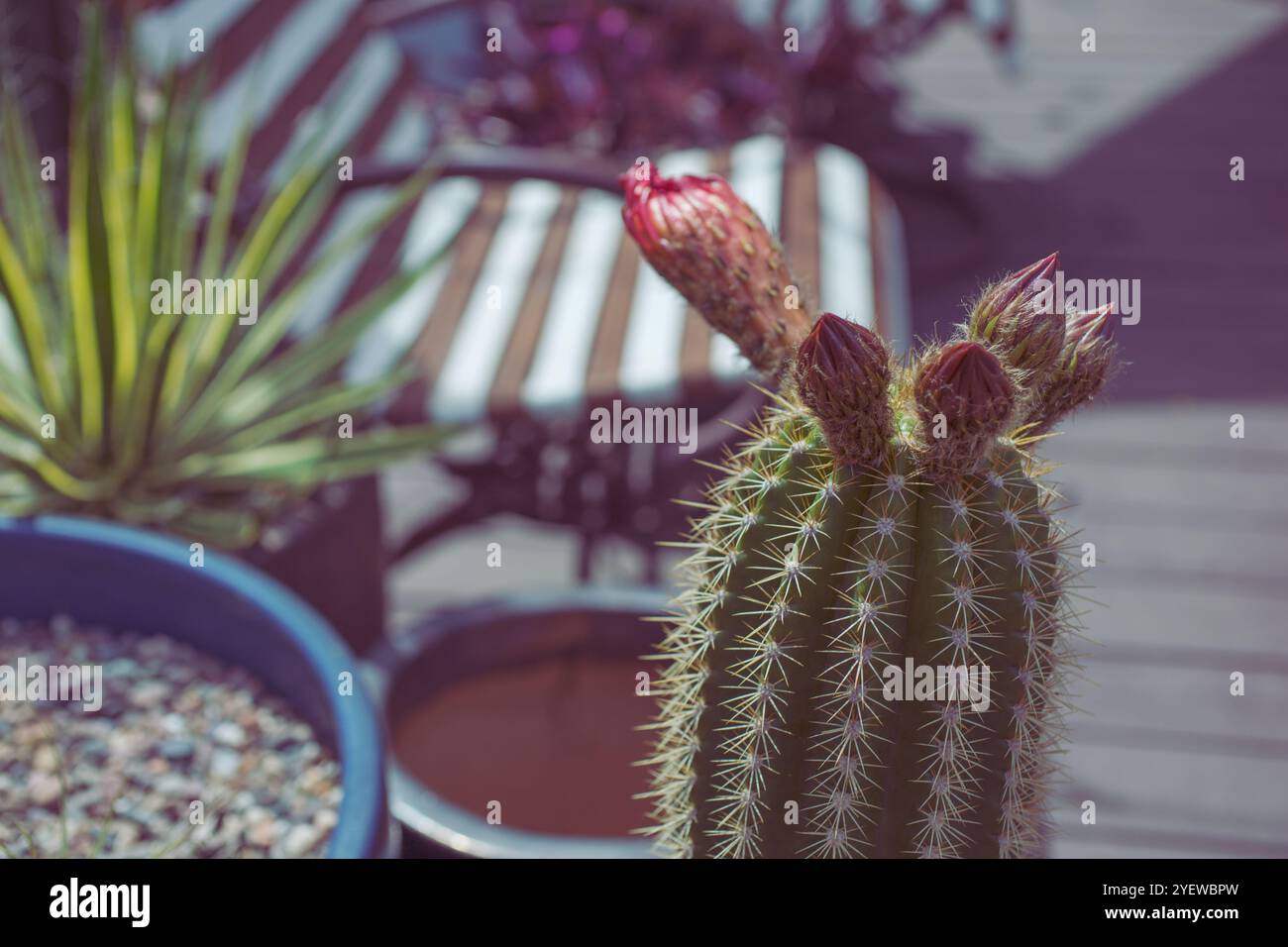 Vintage backyard setting hi-res stock photography and images - Alamy