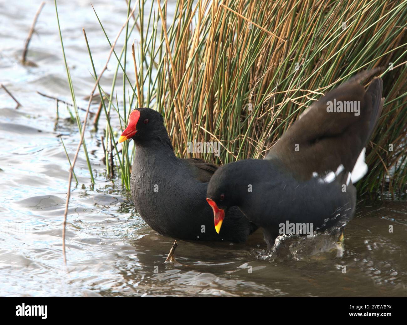 Moorhens, male and female, in close-up at waters edge in pleasing light and grassy background ...