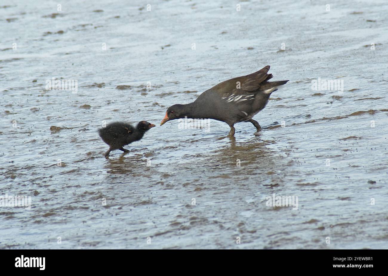 Stepping towards each other hi-res stock photography and images - Alamy