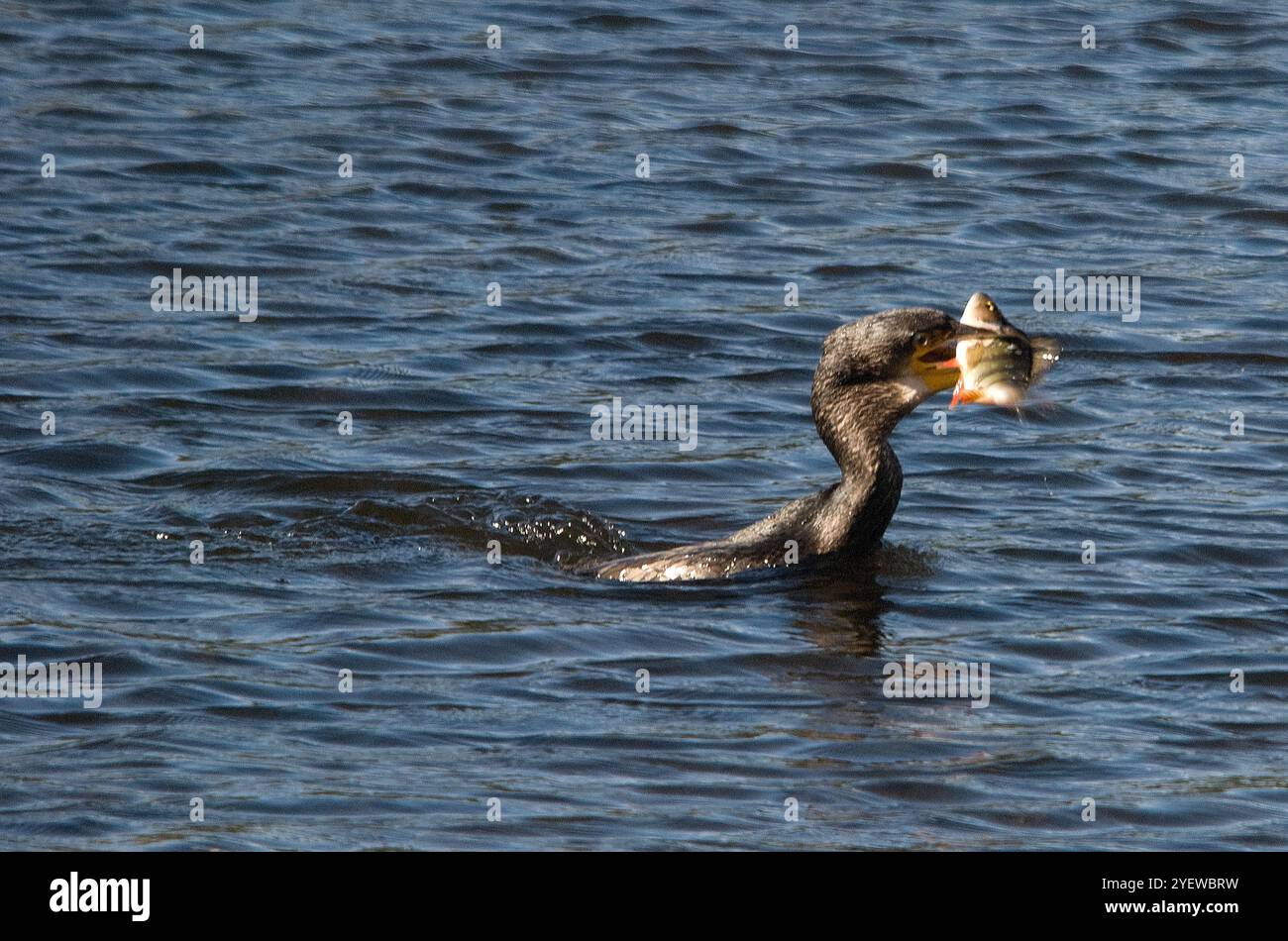 Cormorant with fish clasped tightly in bill in good light and with eyes ...
