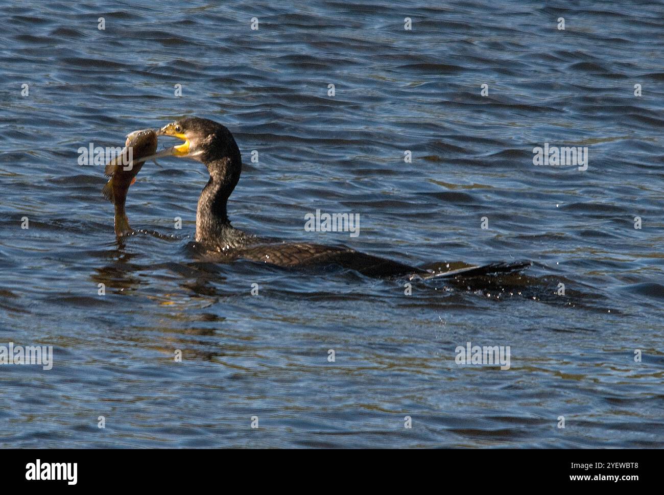 Oily sheen on plumage hi-res stock photography and images - Alamy