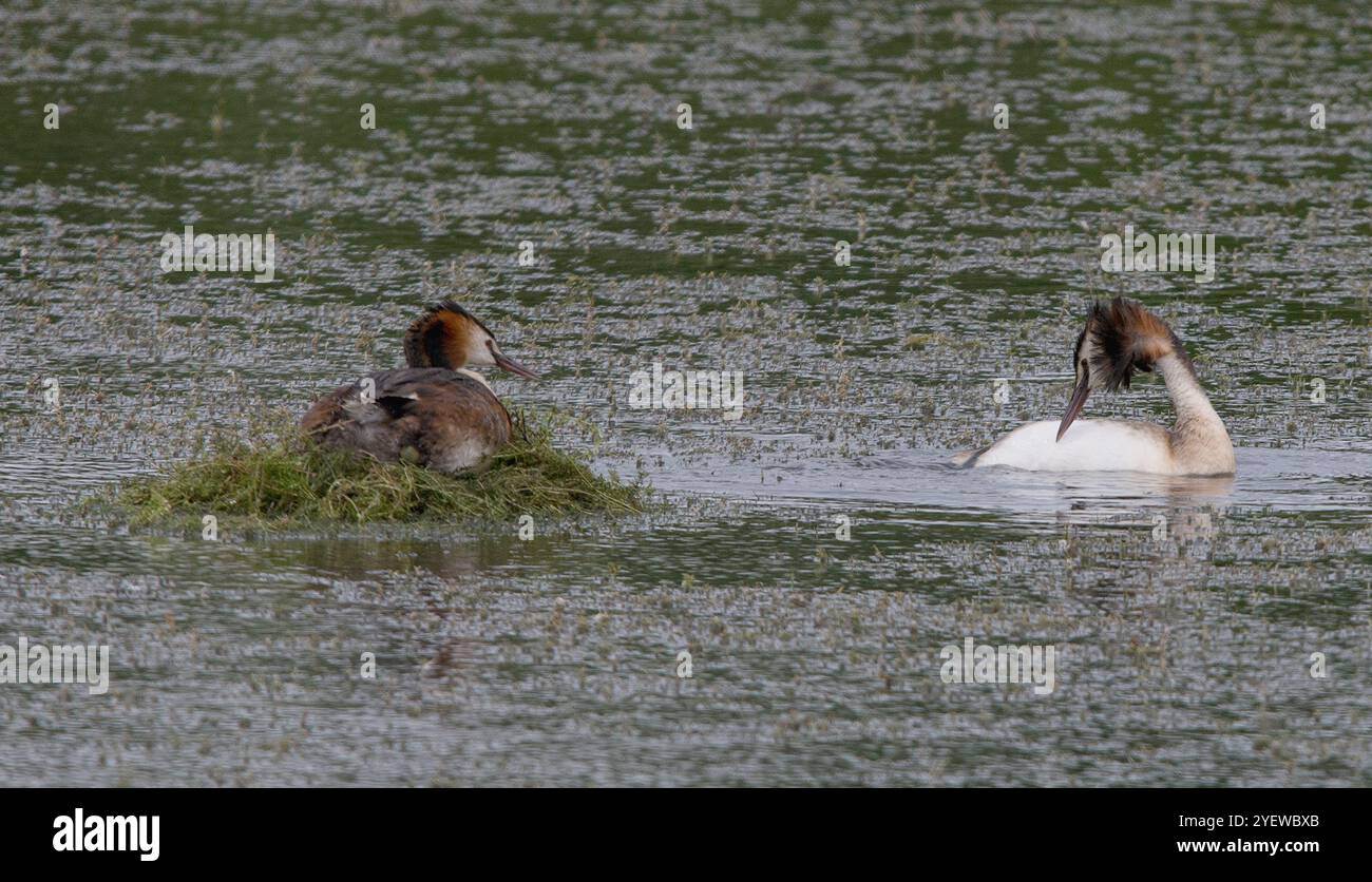 Nesting great crested grebes in centre of image hi-res stock ...