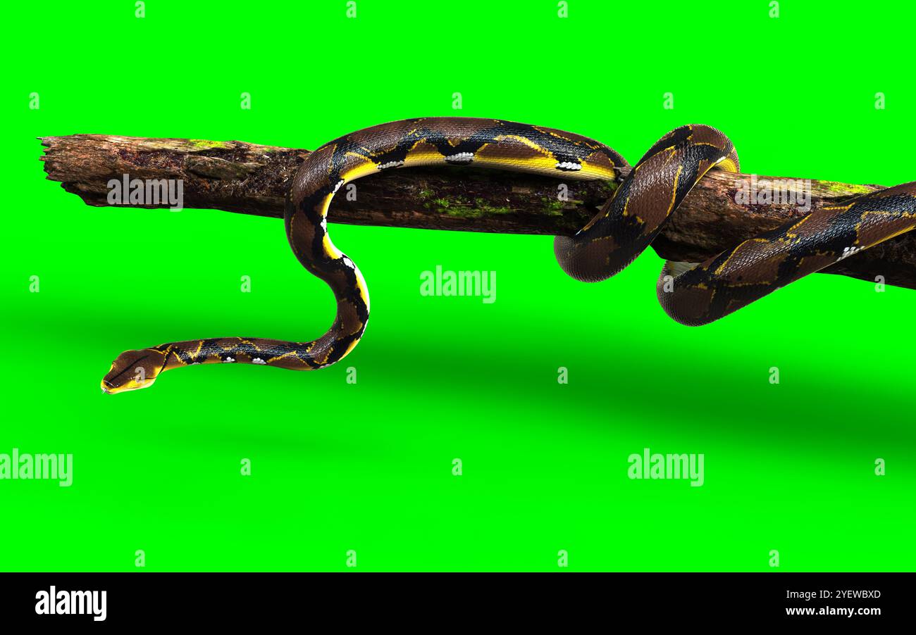 3d Illustration of A Golden Reticulated Python, Boa Constrictor The ...