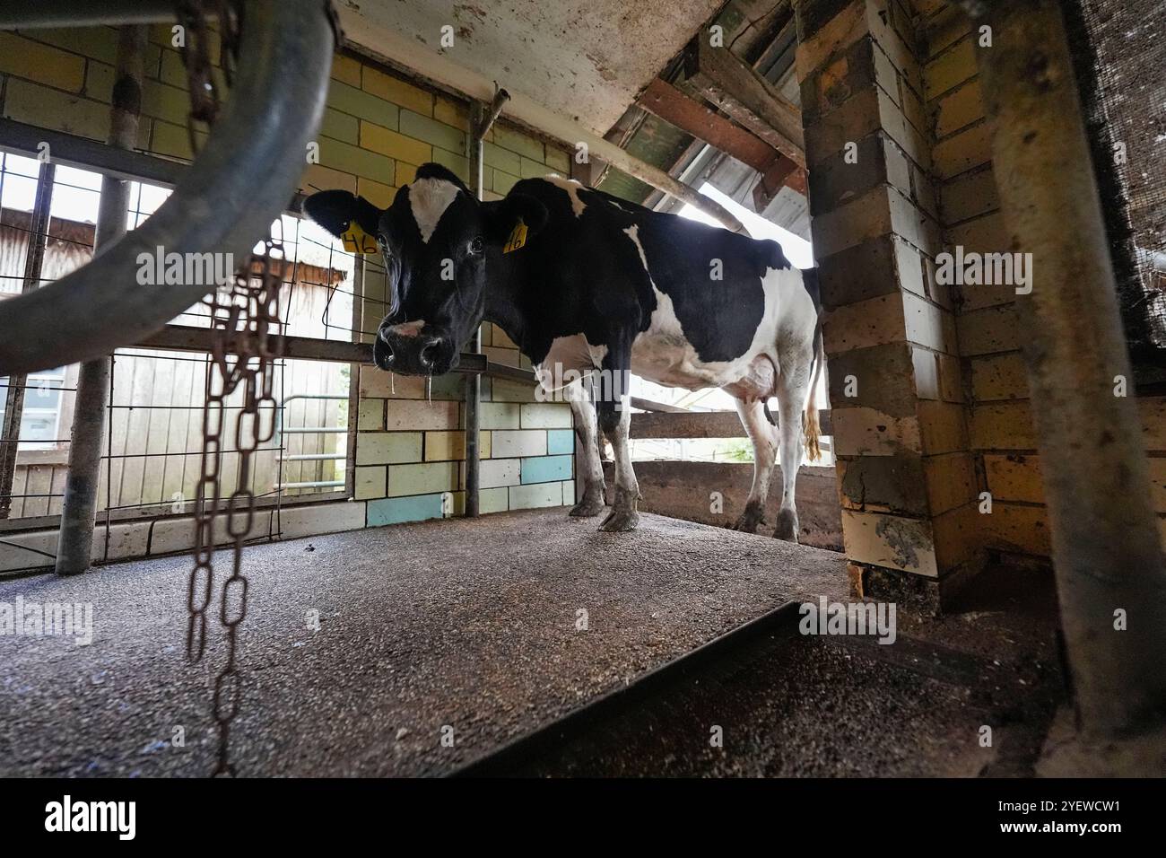 A cow enters a barn for her 3:00 PM milking at the Jarrell Bros. Dairy ...