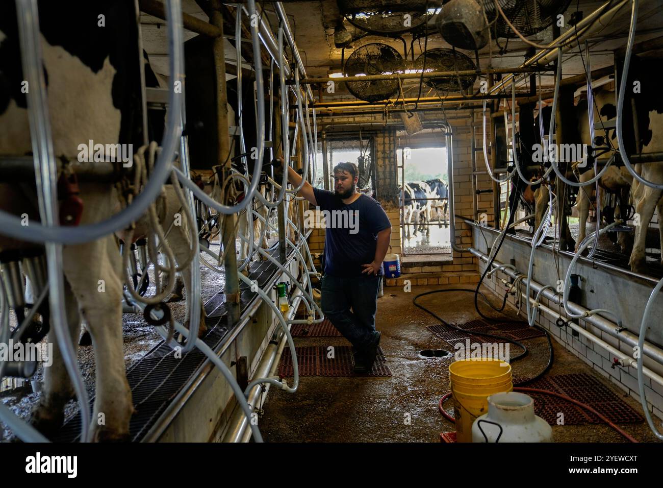 Hayden Ashley milks cows during their 3:00 PM milking at the Jarrell ...