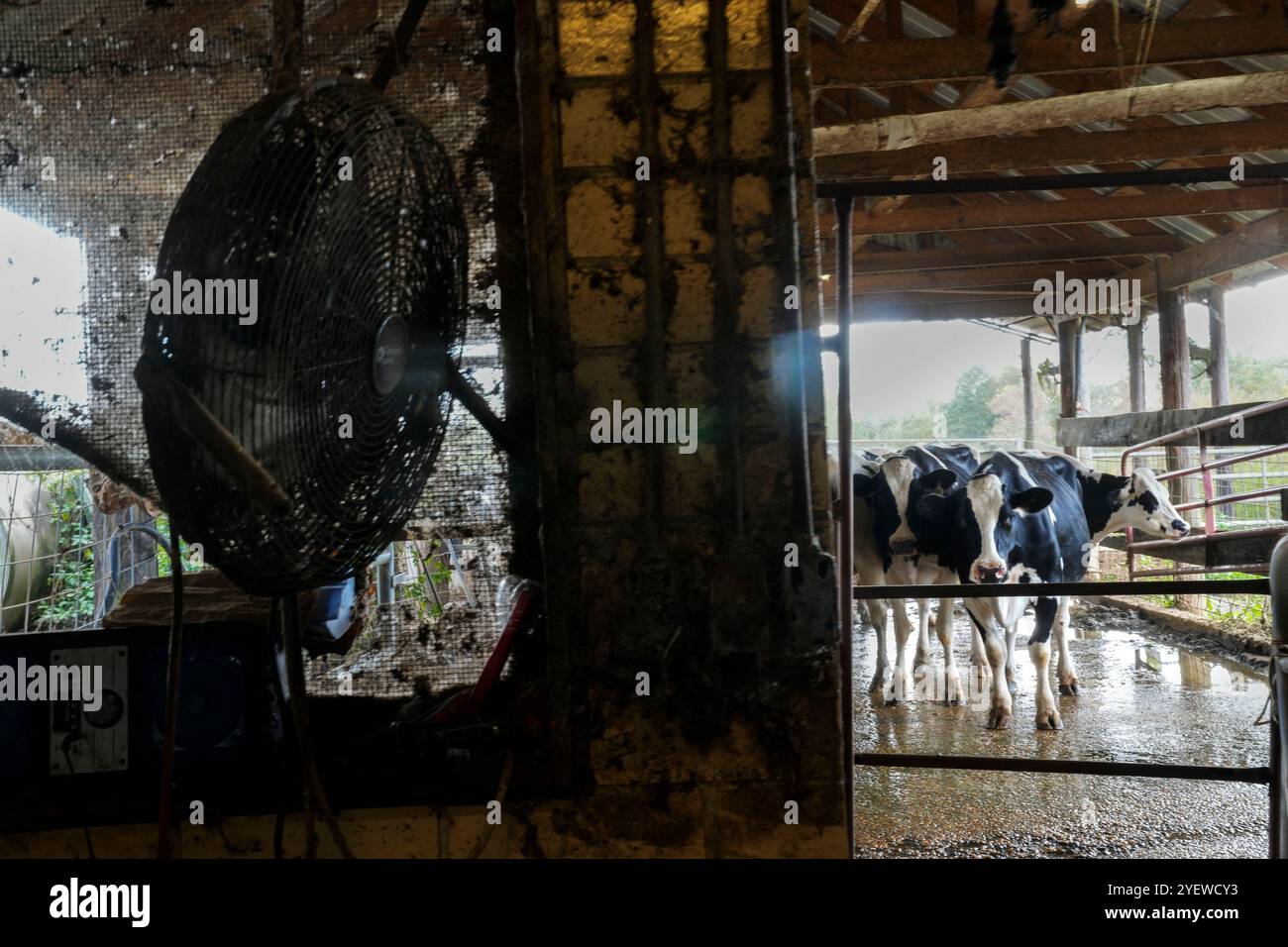Cows wait for the 3:00 PM milking at the Jarrell Bros. Dairy Farm in ...