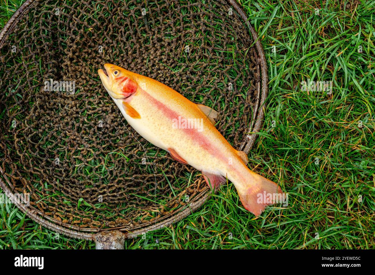 Fishing net rainbow lake trout hi-res stock photography and images - Alamy
