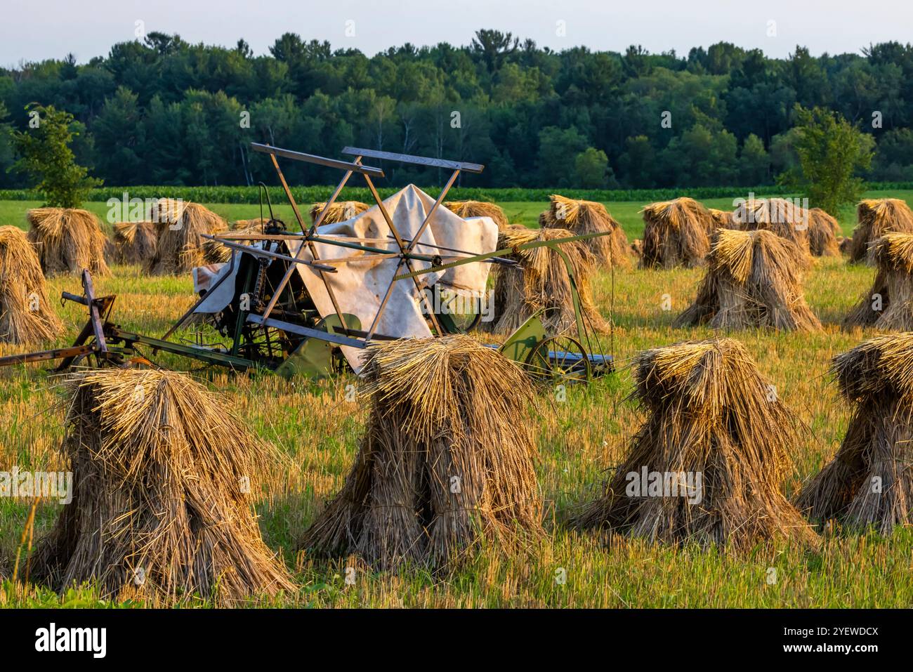 Wheat crop michigan hi-res stock photography and images - Alamy
