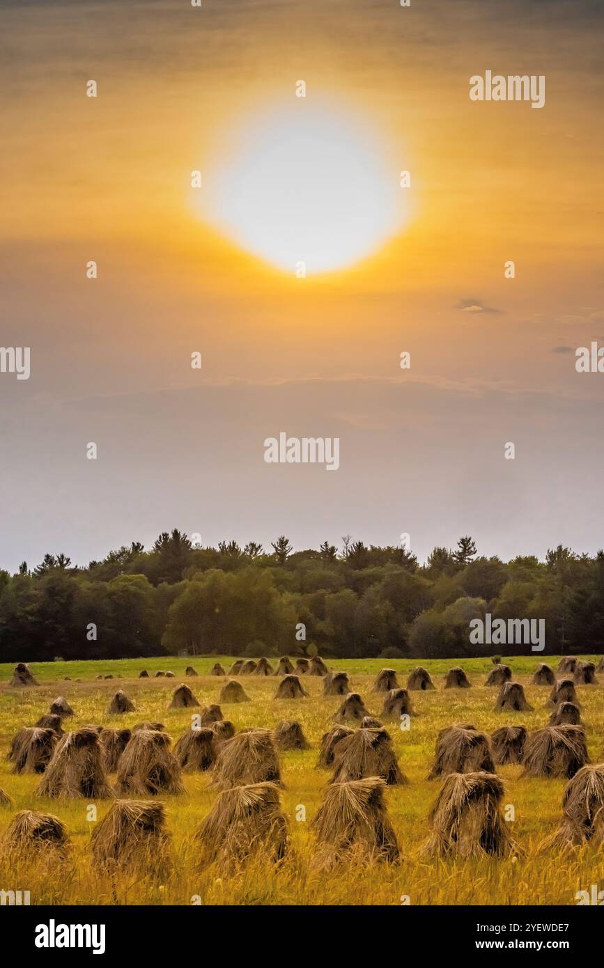 Amish wheat shocks stacked for drying grain in Mecosta County, Michigan ...