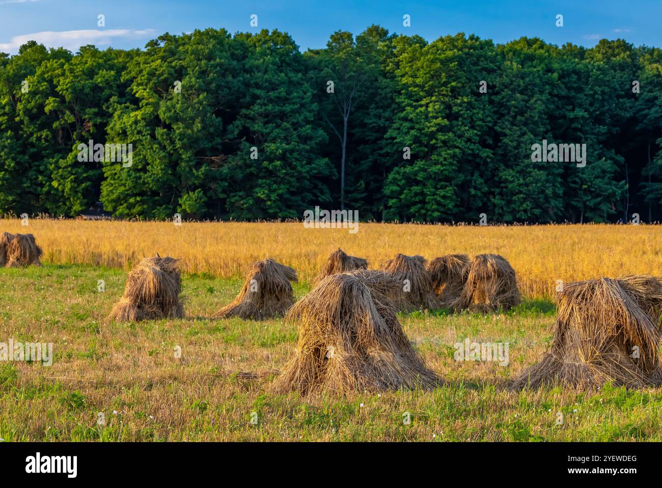 Amish wheat shocks stacked for drying grain in Mecosta County, Michigan ...