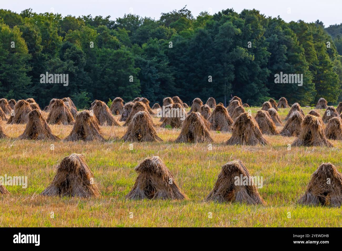 Wheat crop michigan hi-res stock photography and images - Alamy