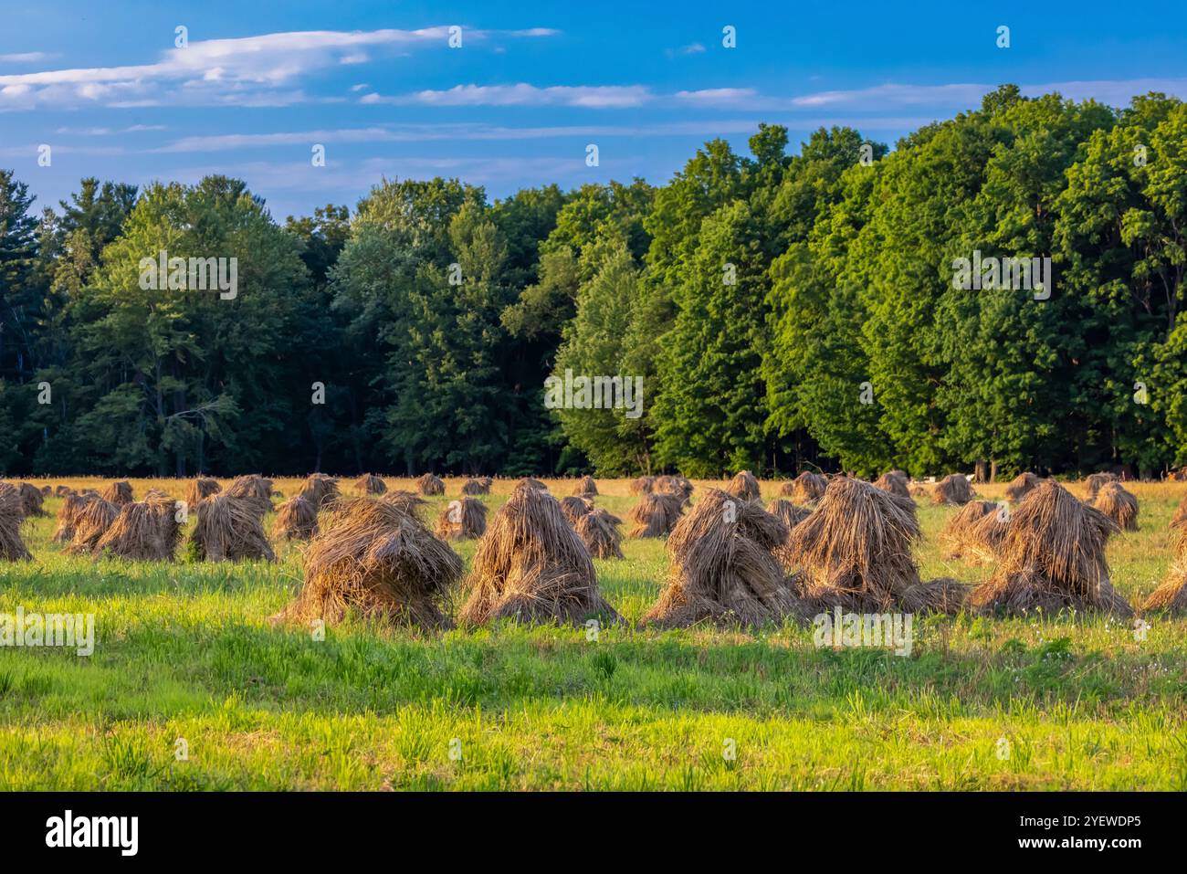 Wheat crop michigan hi-res stock photography and images - Alamy
