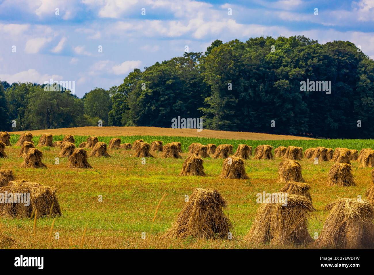 Wheat crop michigan hi-res stock photography and images - Alamy