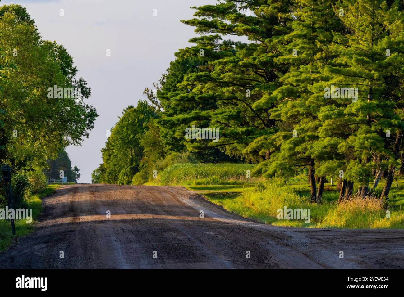 Country road through the forest in Mecosta County, Michigan, USA Stock ...