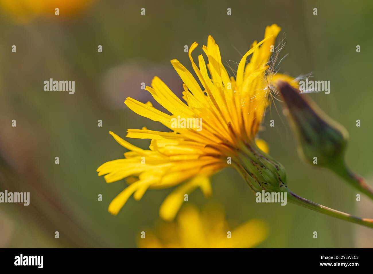 Yellow wildflower in the Aster Family in Mecosta County, Michigan, USA ...