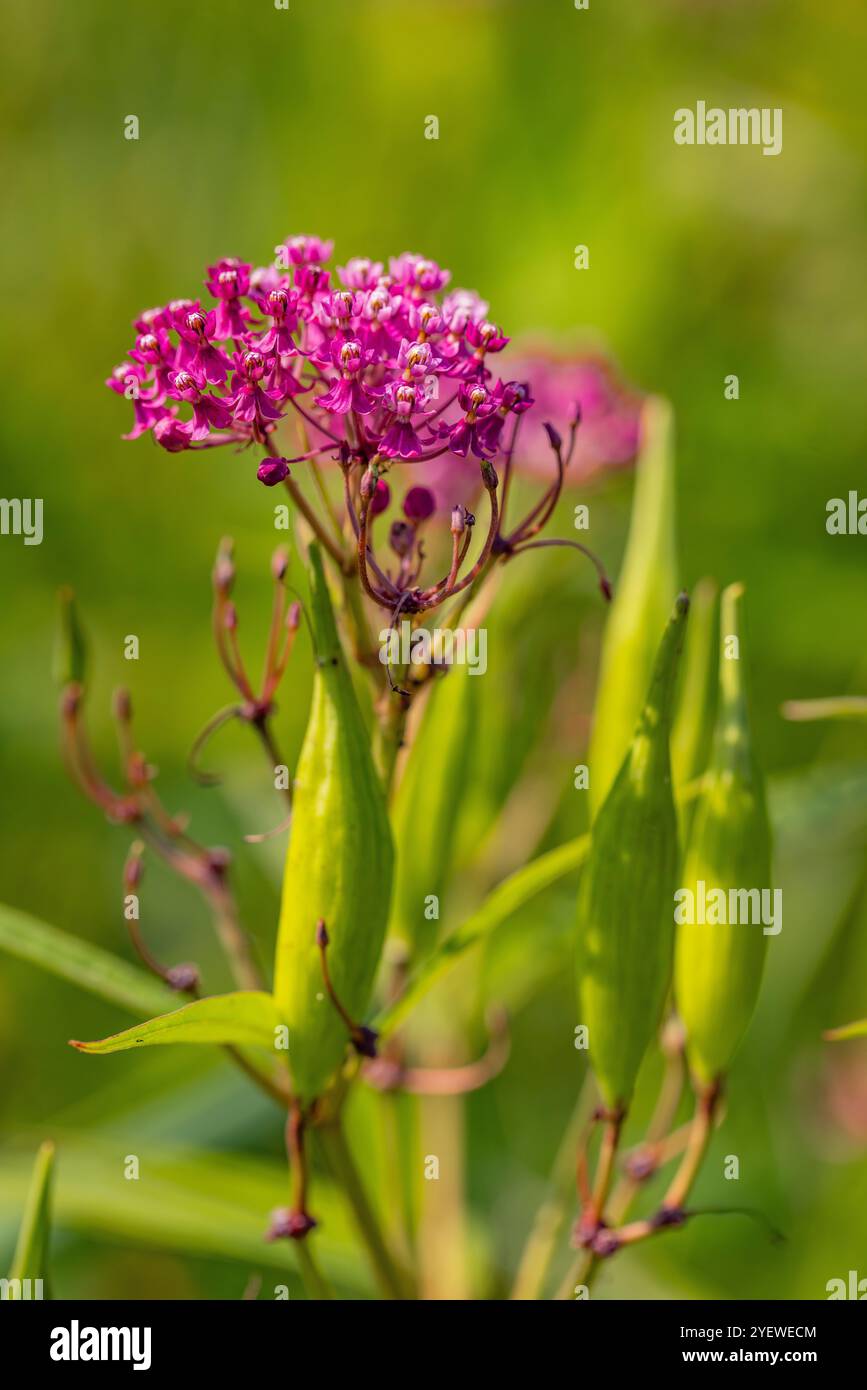 Asclepias incarnata swamp milkweed hi-res stock photography and images ...