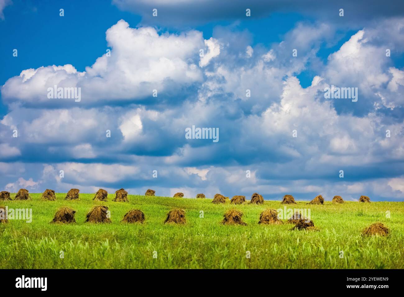 Amish wheat shocks stacked for drying grain in Mecosta County, Michigan ...