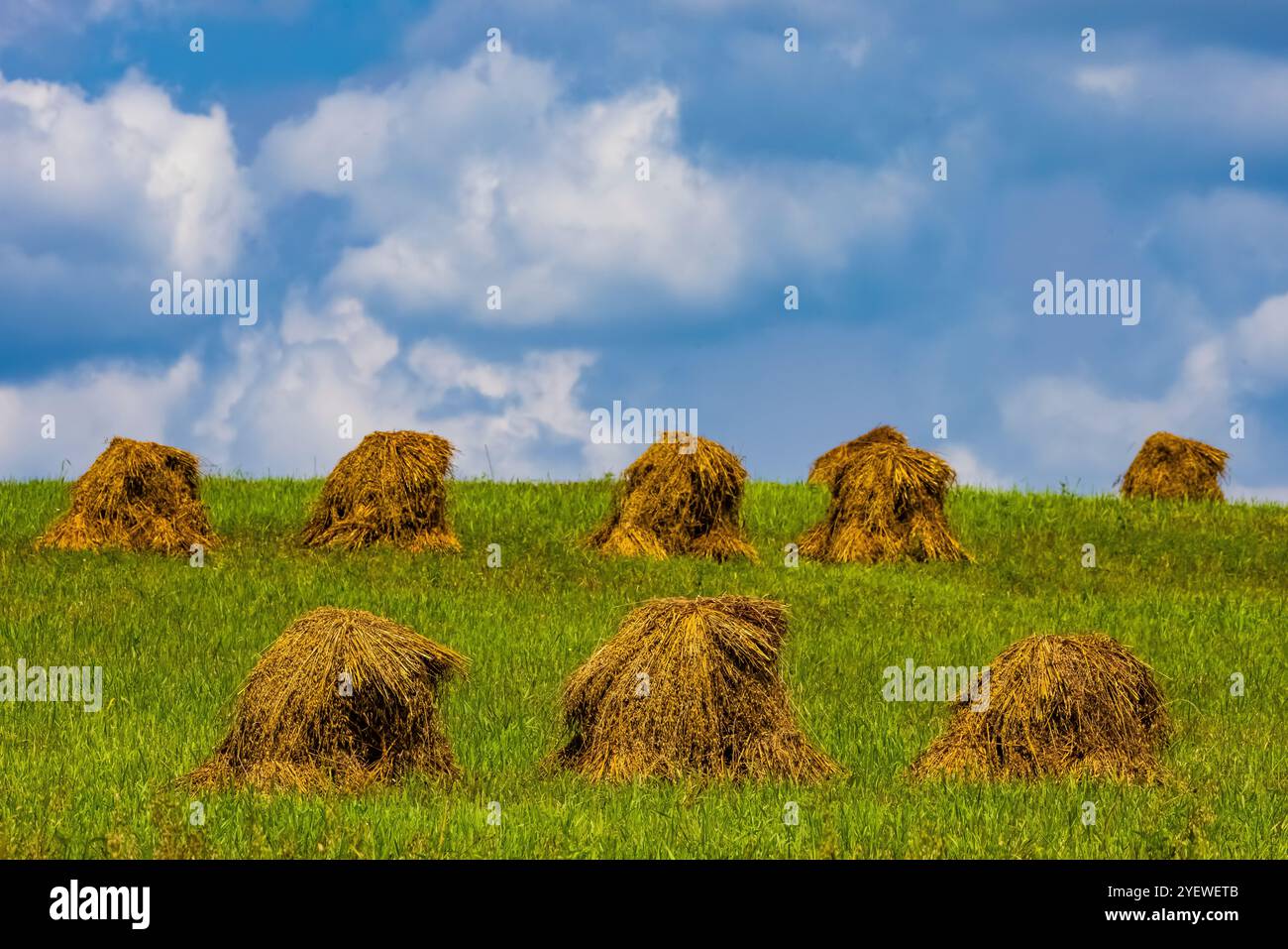 Amish wheat shocks stacked for drying grain in Mecosta County, Michigan ...
