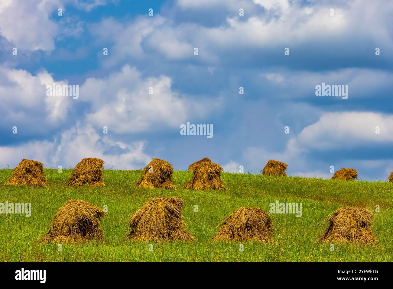 Amish wheat shocks stacked for drying grain in Mecosta County, Michigan ...