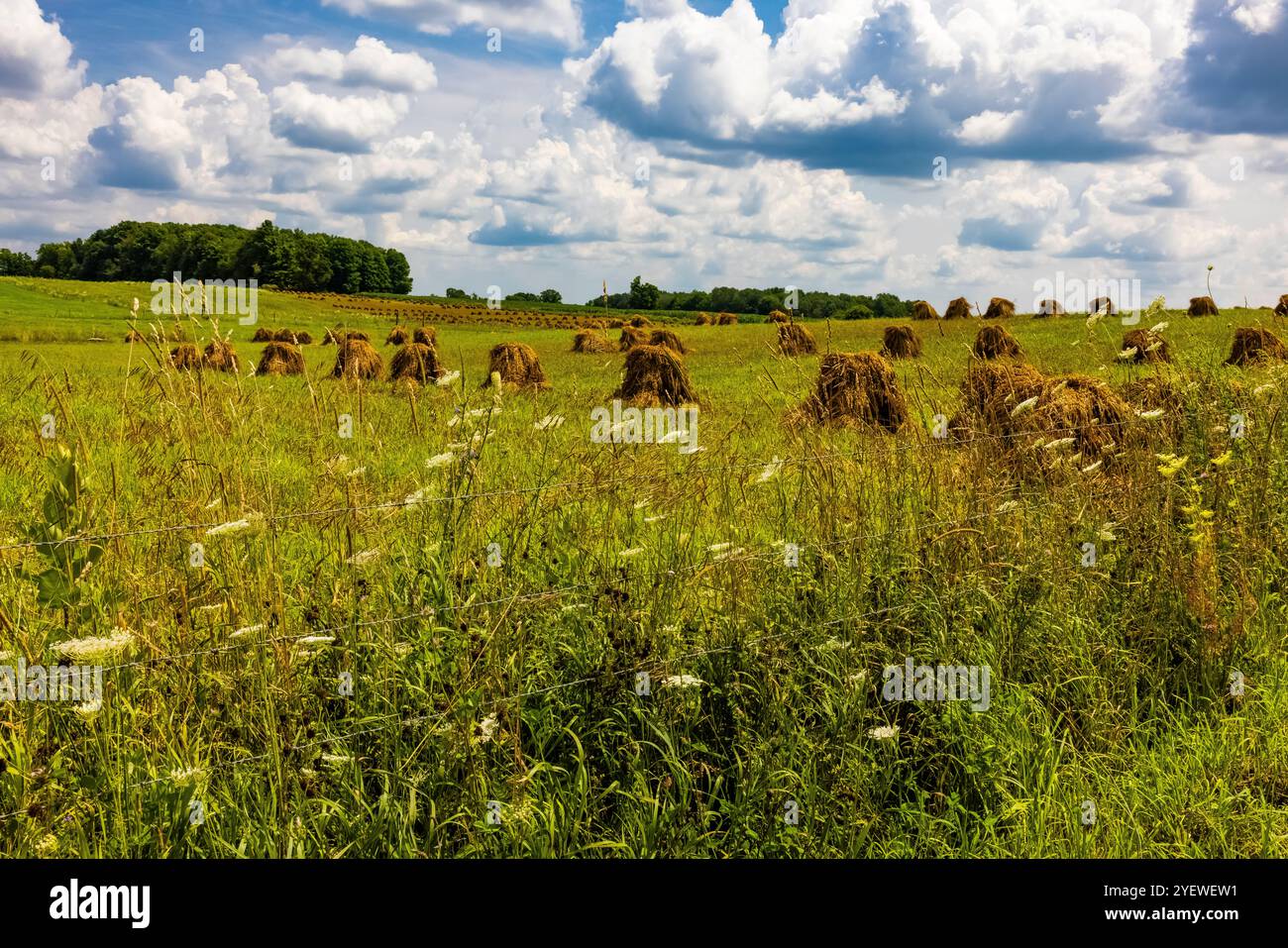 Wheat crop michigan hi-res stock photography and images - Alamy