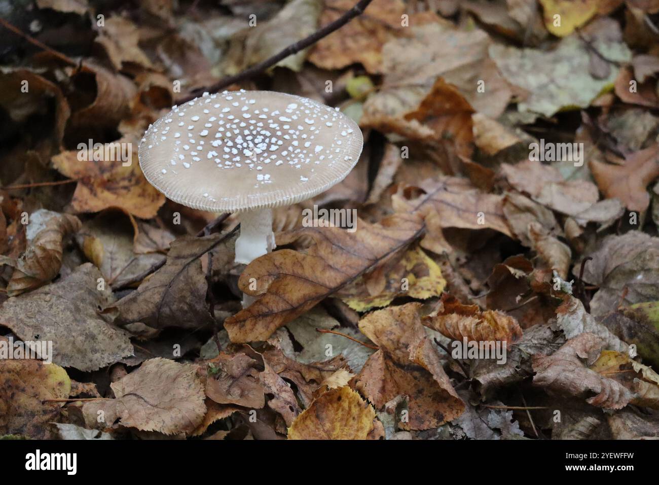 Mushroom with grooves hi-res stock photography and images - Alamy