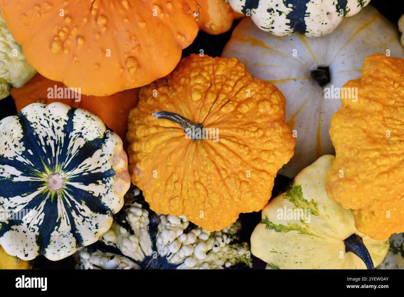 Scallop squashstriped hi-res stock photography and images - Alamy