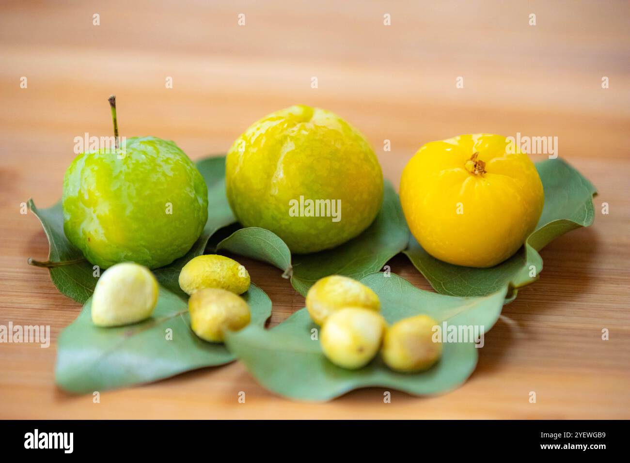 Ripe edible wild fruit from the Brazilian cerrado biome, fruit known as ...