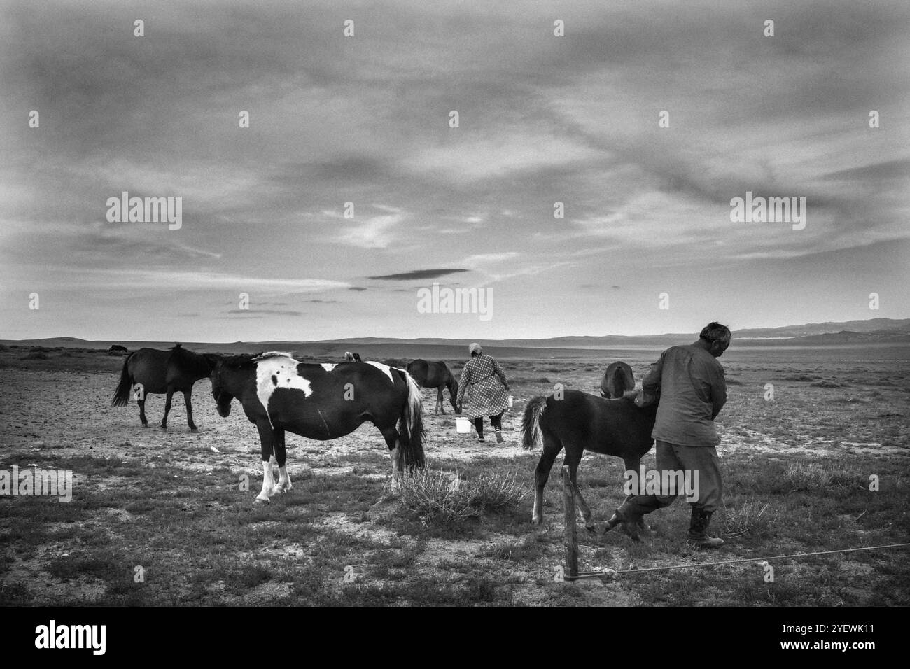 Daily Life. Milking. Mongolian Nomads. Mongolia Stock Photo - Alamy