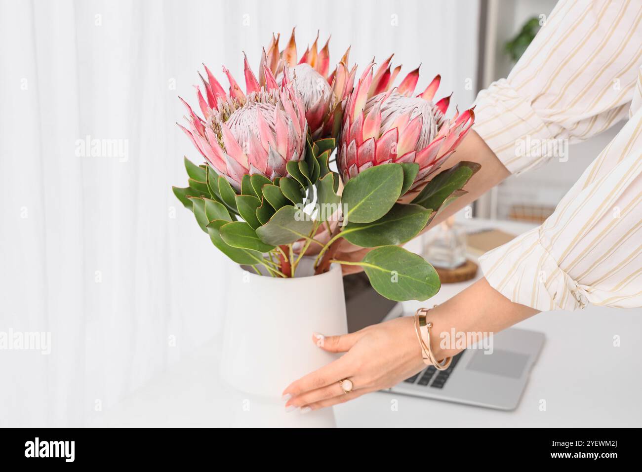 Protea flowers in vase hi-res stock photography and images - Alamy