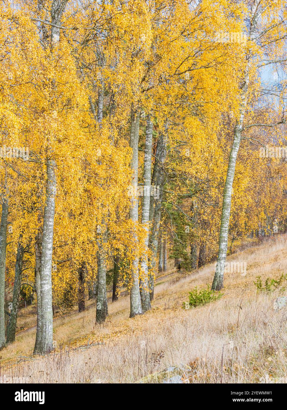 Swedish forest during autumn leaves hi-res stock photography and images ...