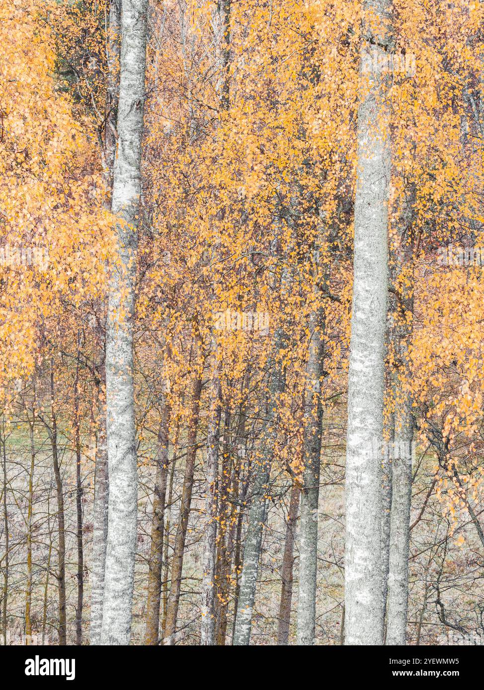 Flutter gently hi-res stock photography and images - Alamy